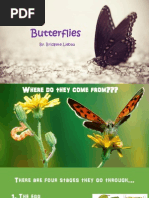 Classroom Butterfly Camouflage Activity | PDF | Camouflage | Mimicry