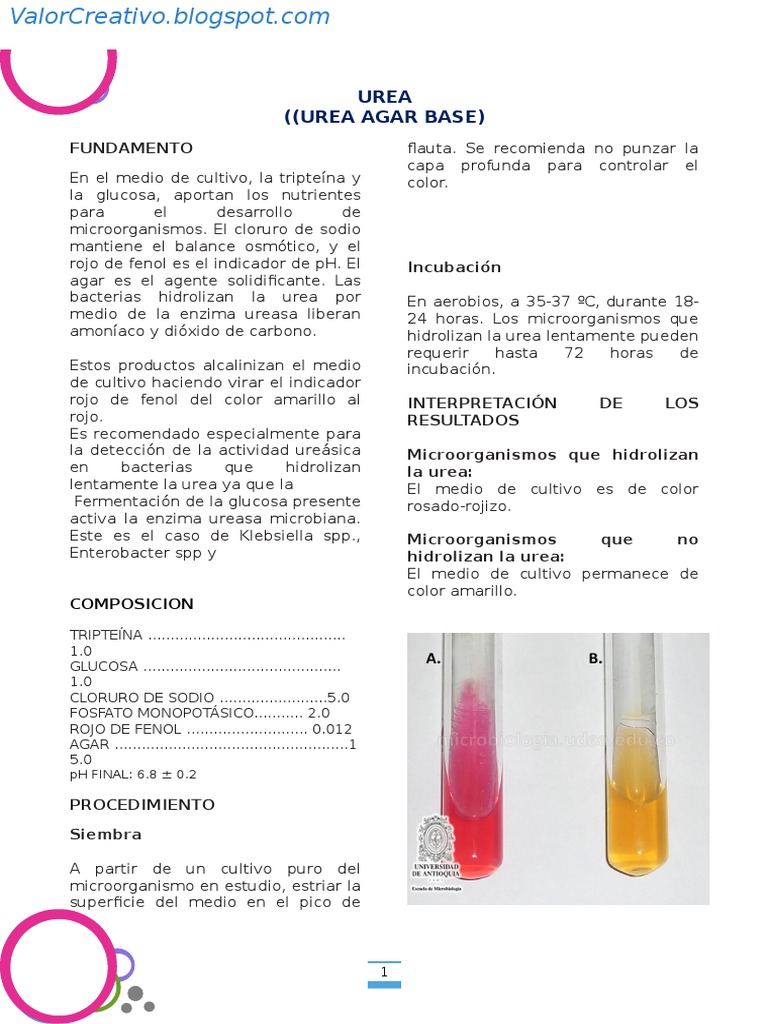 Urea AGAR BASE | PDF | Ciencia y matemáticas | Cocina, comidas y vino