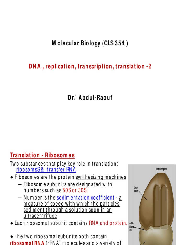 DNA, Replication, Transcription, Translation-2 PDF | PDF | Translation ...