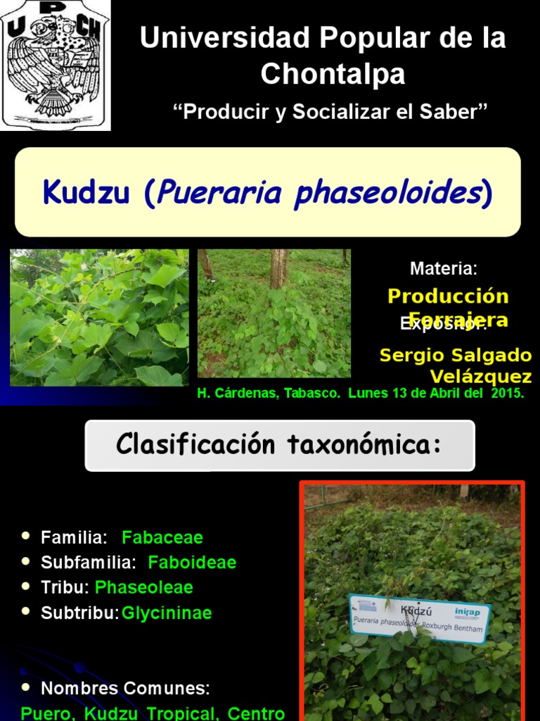 Kudzu (Pueraria Phaseoloides) | PDF | Vacas | Hoja