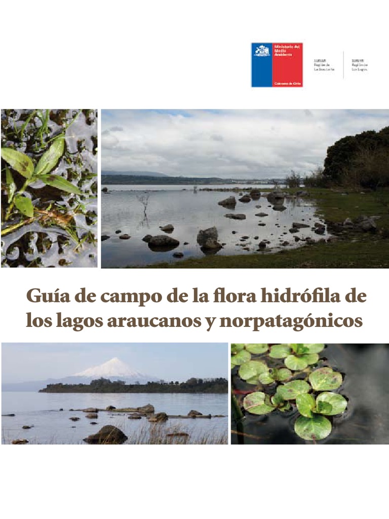 Hidrofitas | PDF | Hoja | Tallo de la planta