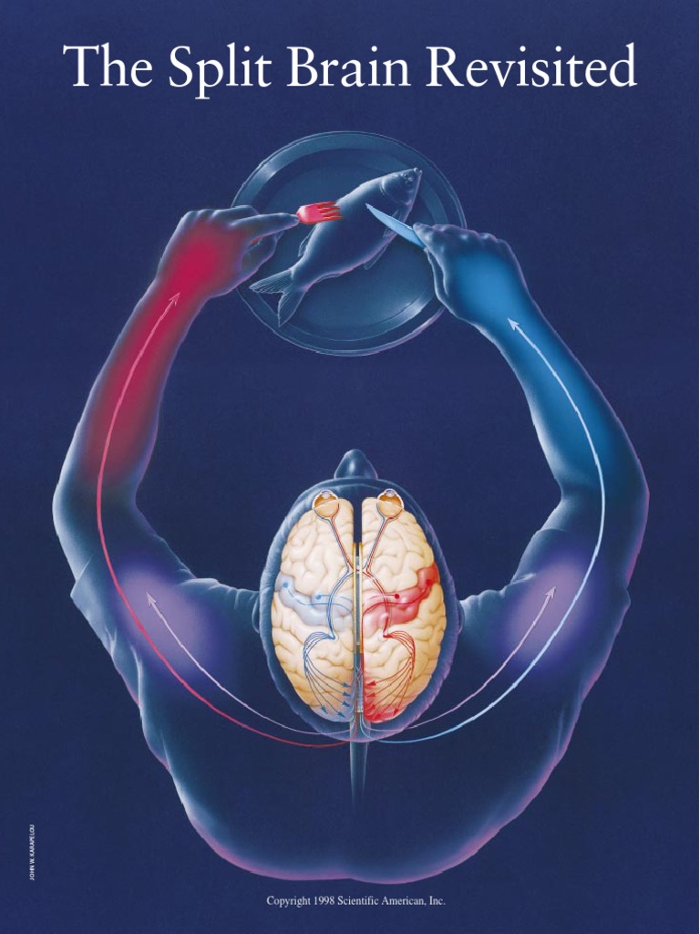 O Cérebro Dividido Revisitado GAZZANIGA | PDF | Lateralization Of Brain ...