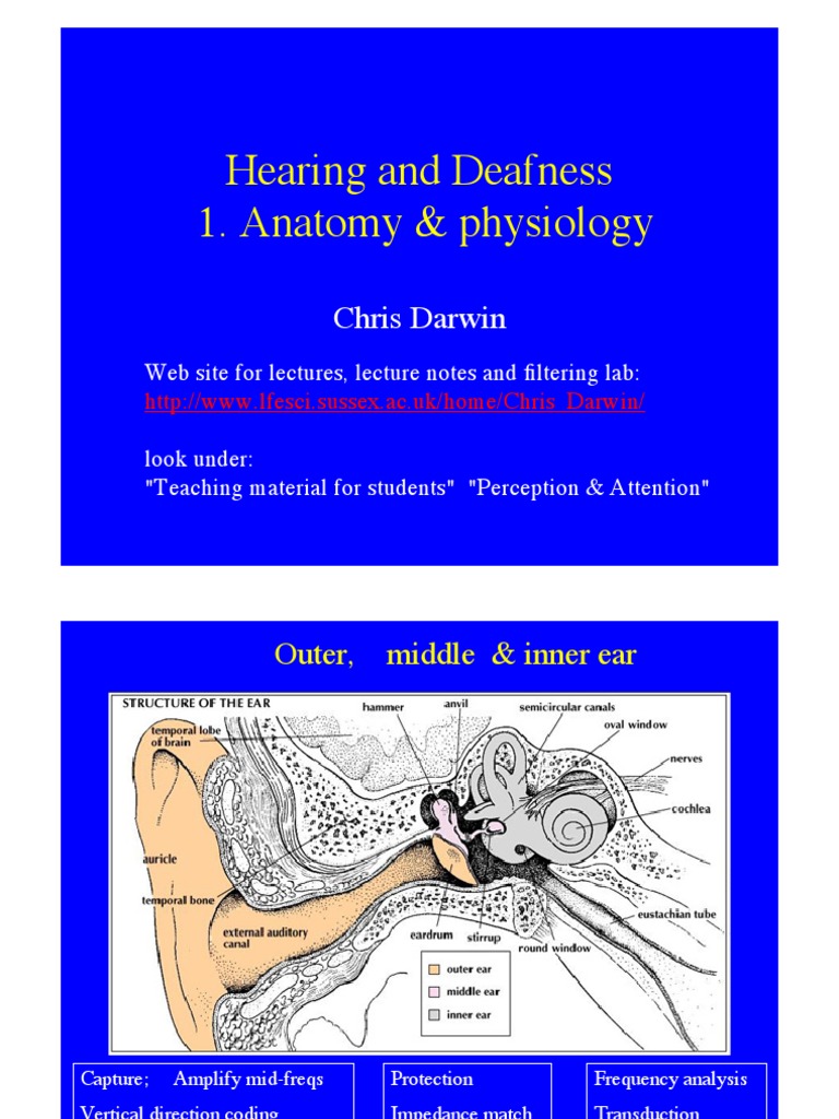 1 PB Anatomy | PDF | Auditory System | Hearing