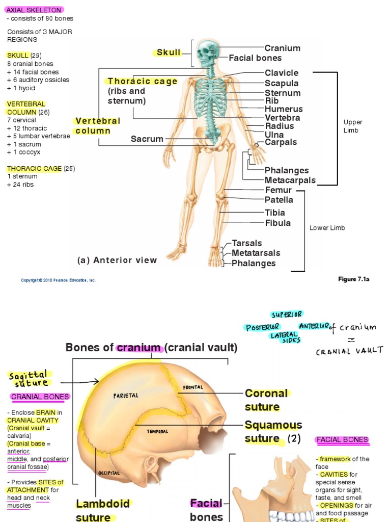 Axial Skeleton Skull | Skull | Human Head And Neck