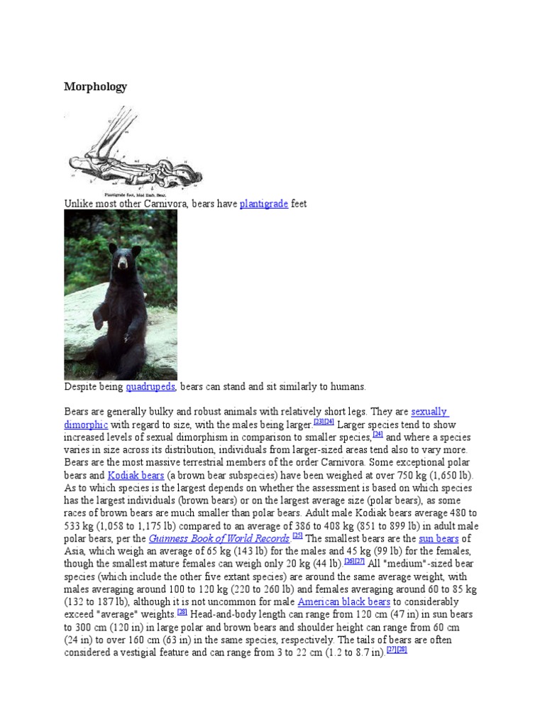 Understanding Plantigrade Bears | PDF