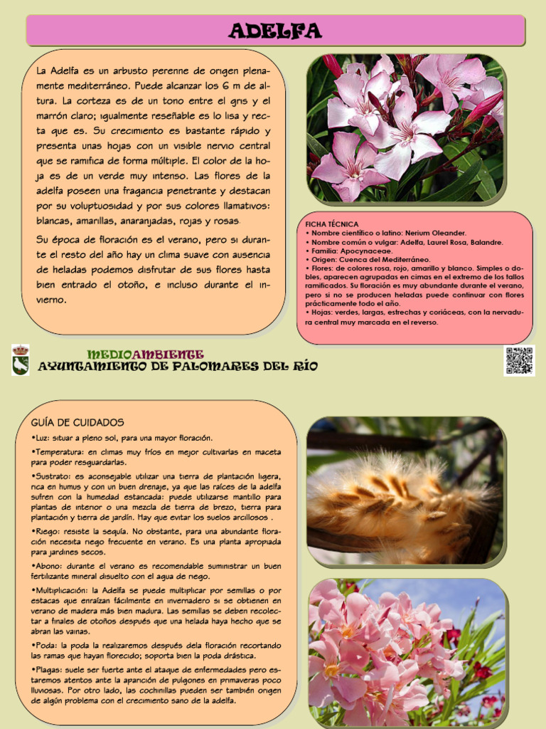 Ficha Adelfa Cuidados | PDF | Horticultura | Botánica