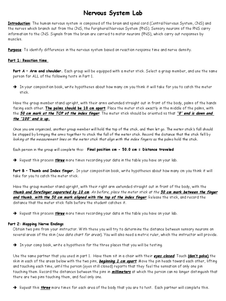 Nervous System Lab | PDF | Nervous System | Central Nervous System