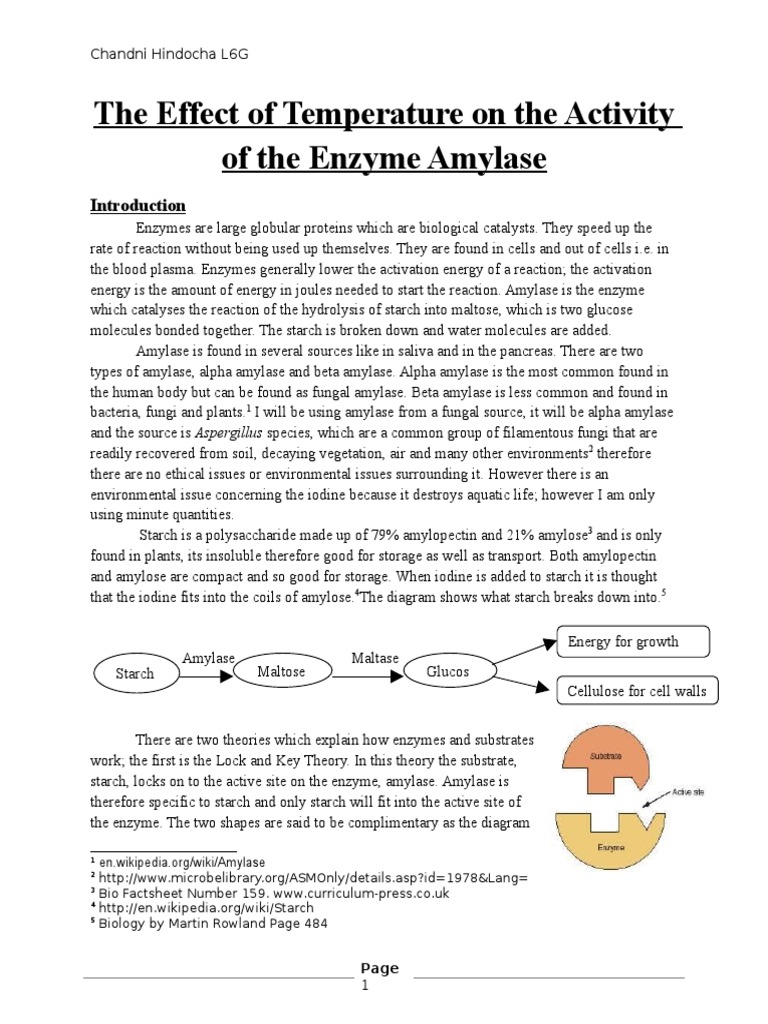 Temperature Effects on Amylase Activity | PDF | Active Site | Enzyme