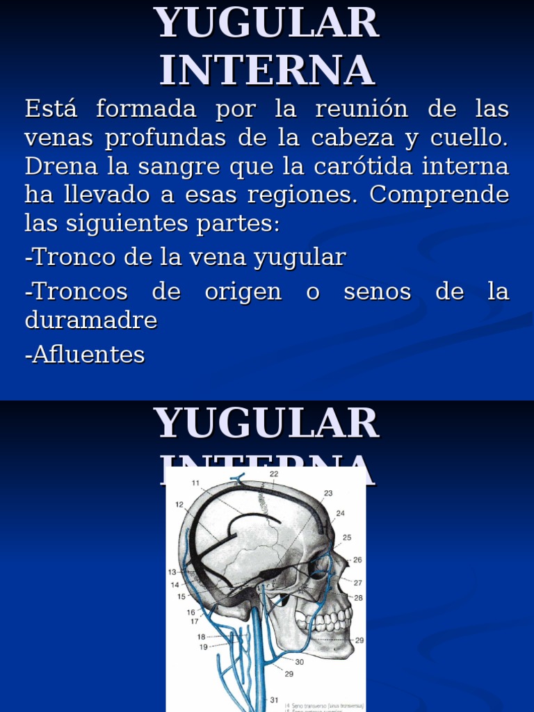 Yugular Interna | PDF | Anatomía humana | Cabeza y cuello humanos