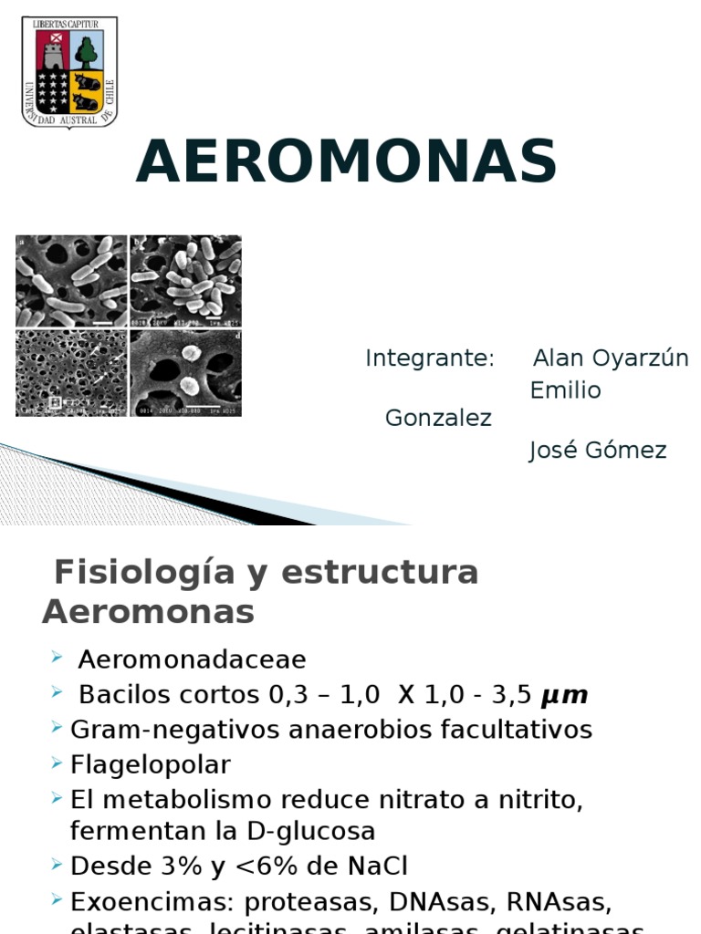 Aeromonas | PDF | Microbiología | Inmunología