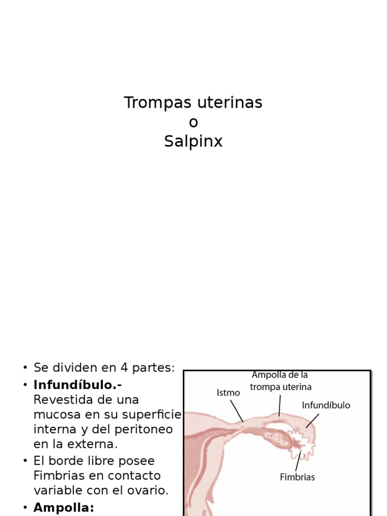 Trompas Uterinas Paradigmia – TROMPA UTERINA – IDOCTJ