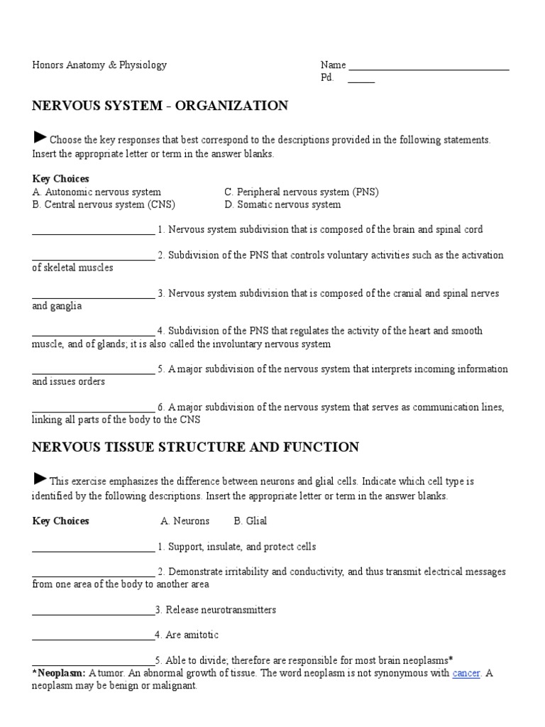 Nervous System Organization Worksheet | PDF | Nervous System | Neuron