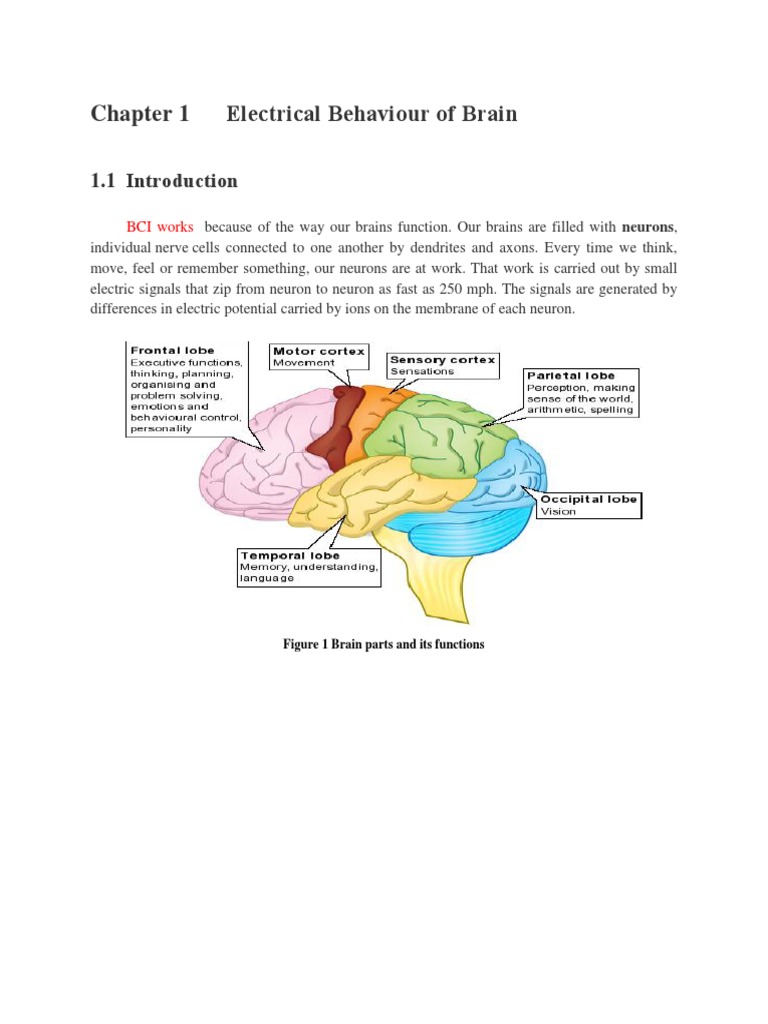 Electrical Behaviour of Brain | PDF | Neuron | Soma (Biology)