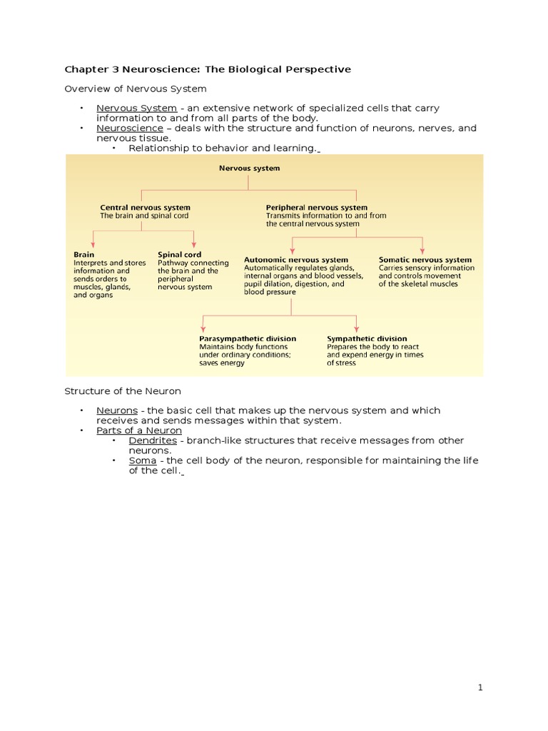 Chapter 3 Neuroscience: The Biological Perspective | PDF | Neuron ...