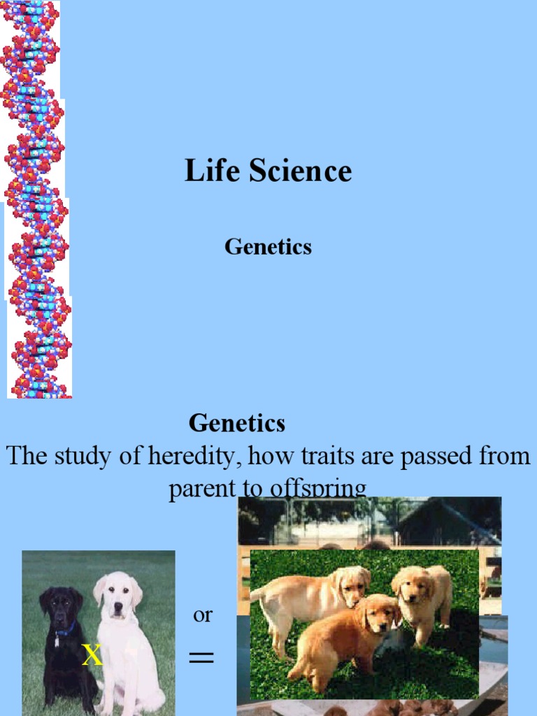 Mendel's Genetics and DNA Basics | PDF | Home & Garden | Wellness