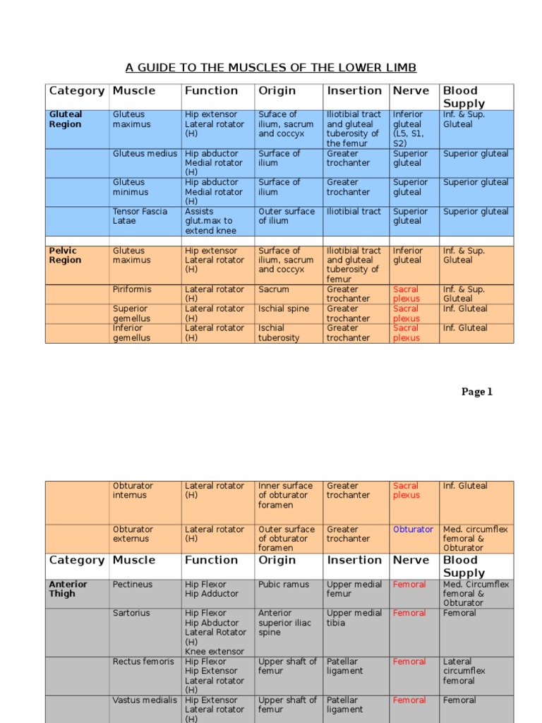 Table of Lower Limb Muscles RW | Foot | Toe