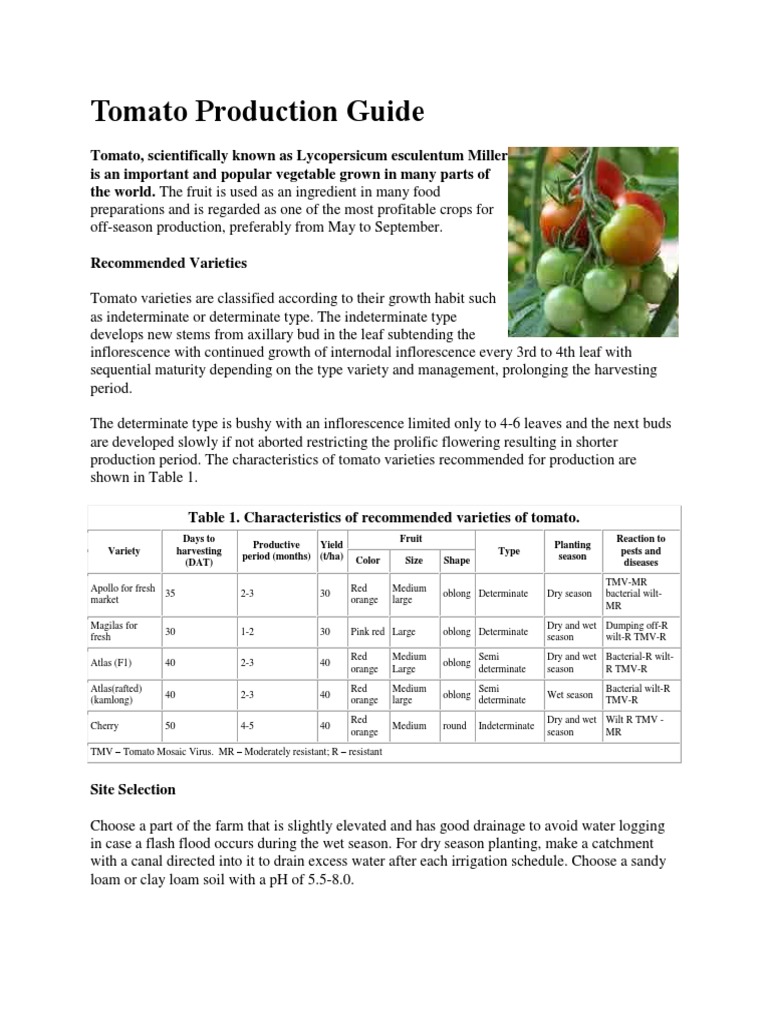 Tomato Production Guide | PDF | Tomato | Mulch