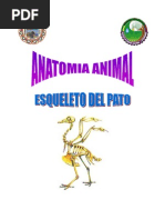 Aparato Reproductor Del Pato | PDF | Sistema reproductivo animal ...