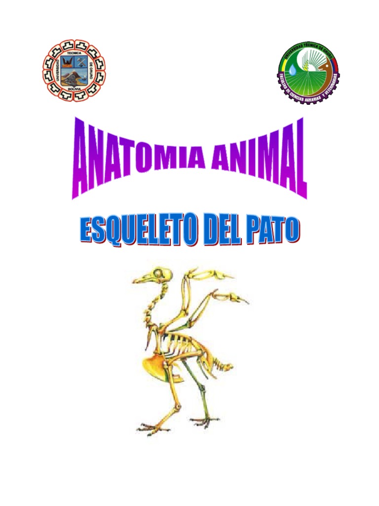 Esqueleto Del Pato | PDF | Sistema musculoesquelético | Sistema esquelético