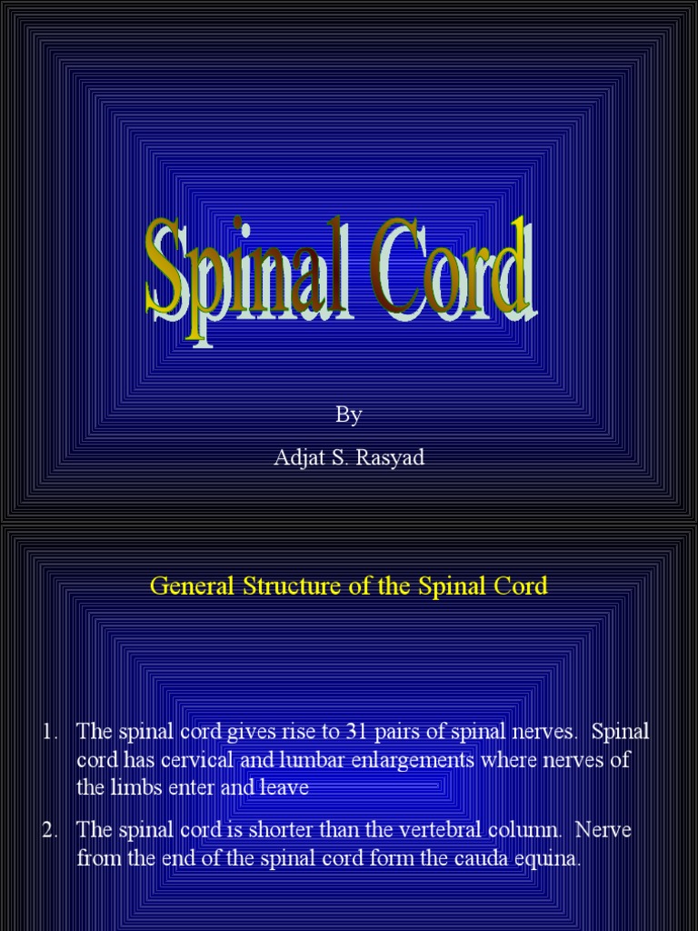 Spinal Cord Slides | PDF | Spinal Cord | Vertebral Column