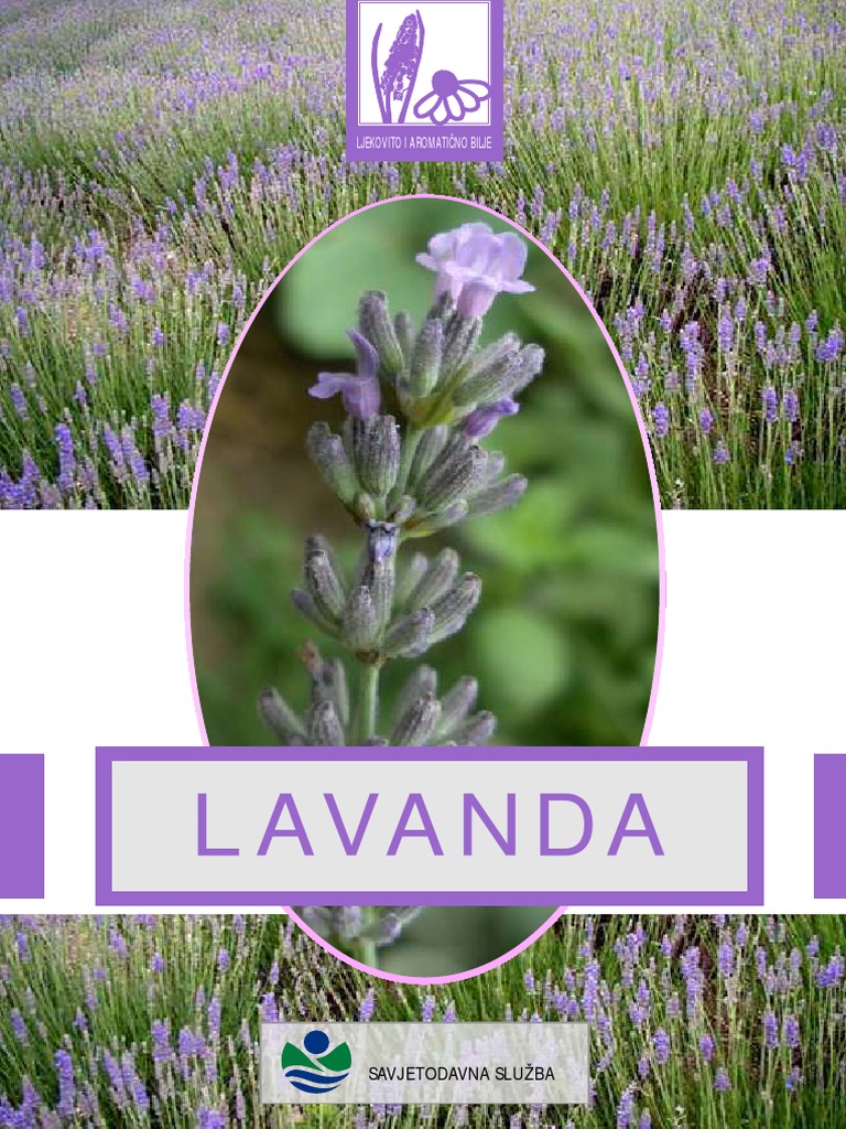 Lavanda, Uzgoj, Biljka | PDF