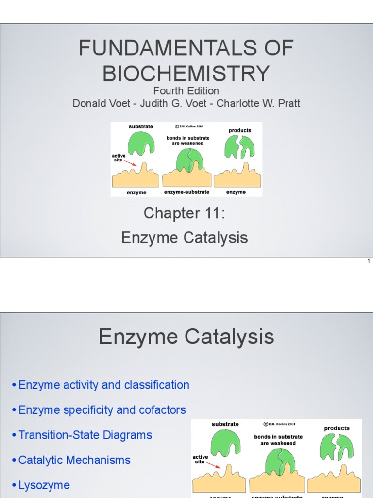 Enzyme Catalysis Essentials | PDF | Enzyme | Catalysis
