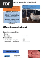 Stephanurus Dentatus en Cerdos | PDF | Riñón | Medicina CLINICA