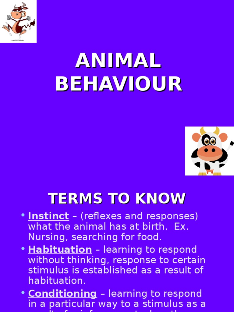 Animal Behavior PP T | PDF | Calf | Cattle