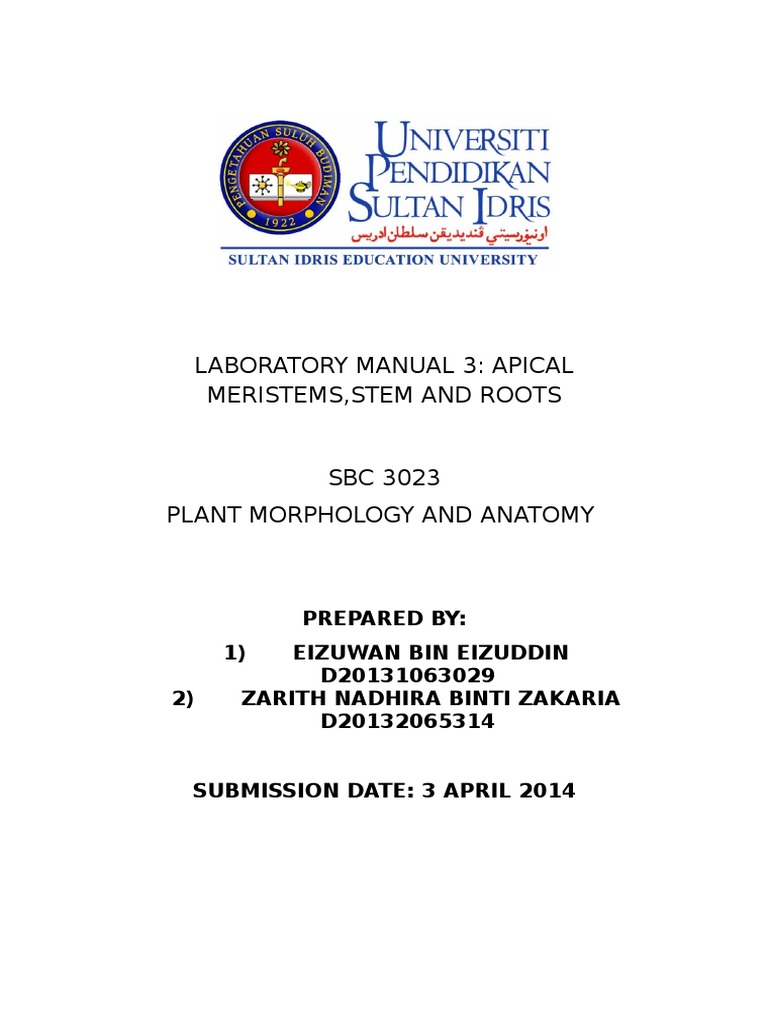 Lab 3 Report Plant ANATOMY | PDF | Plant Stem | Root