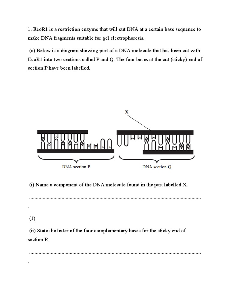 Worksheet Dna Class 12 | PDF | Gene | Polymerase Chain Reaction