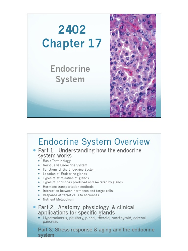 2402 CH 17 Endocrine System (Part 1) PDF | PDF | Endocrine System | Hormone