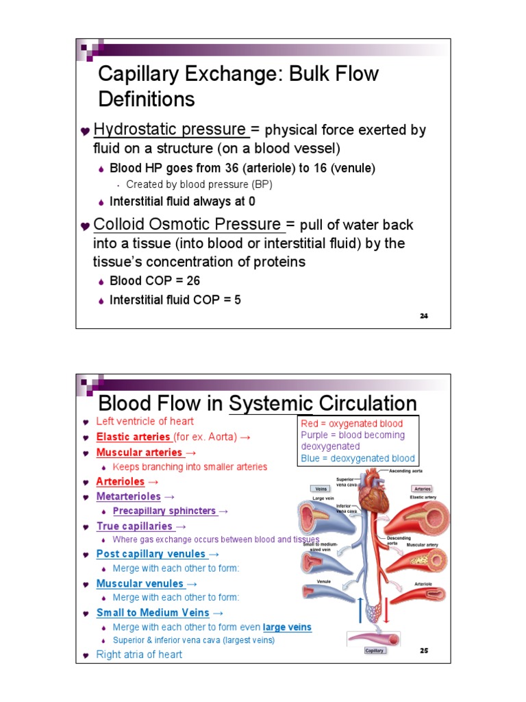 Capillary Exchange and Blood Flow Dynamics | PDF | Shock (Circulatory ...