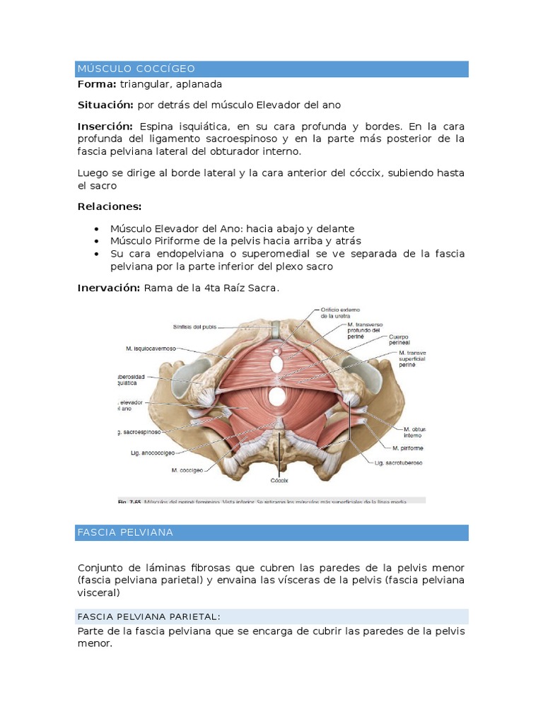 Músculo Coccigeo | Download Free PDF | Pelvis | Anatomía humana