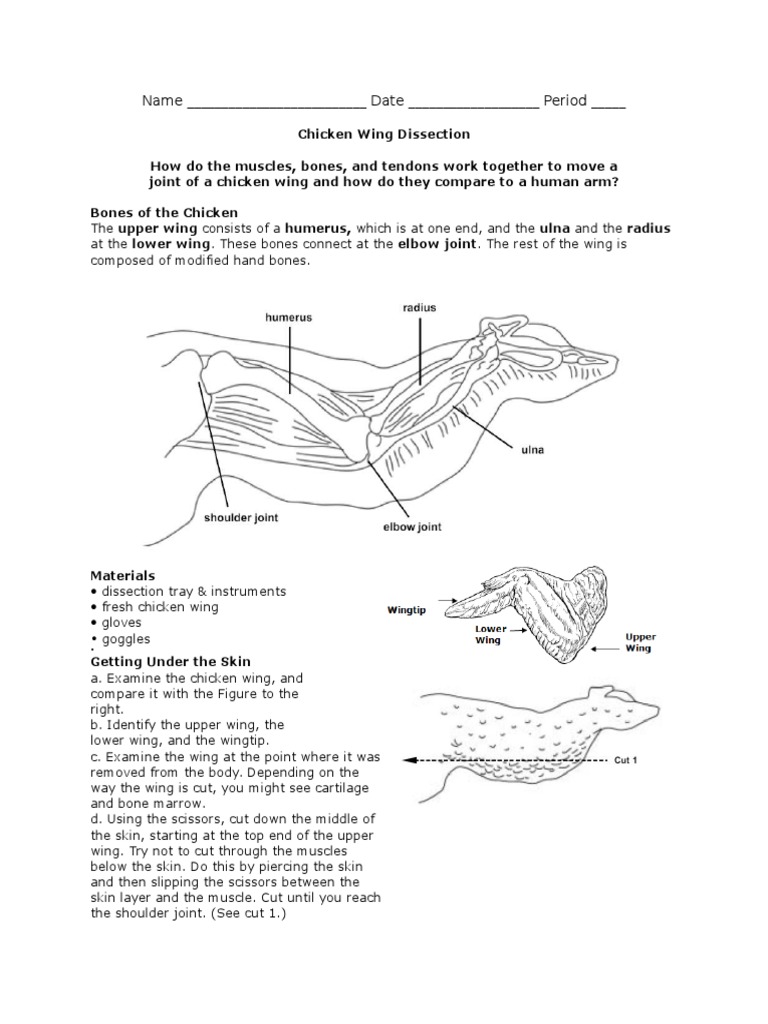 Chicken Wing Dissection Instructions | PDF | Elbow | Shoulder