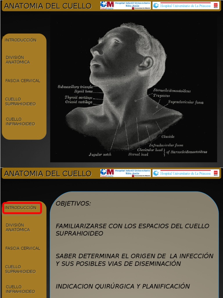 Anatomía y Espacios del Cuello | PDF | Cuello | Anatomía humana