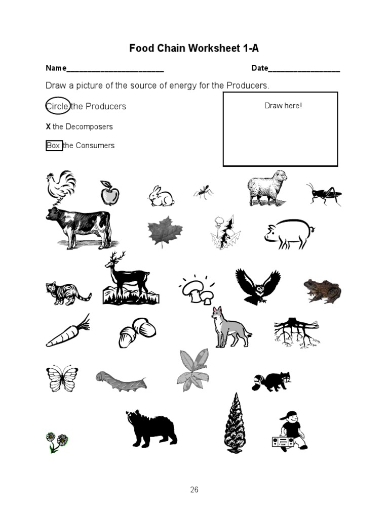 Foodchaingang | PDF | Teaching Methods & Materials