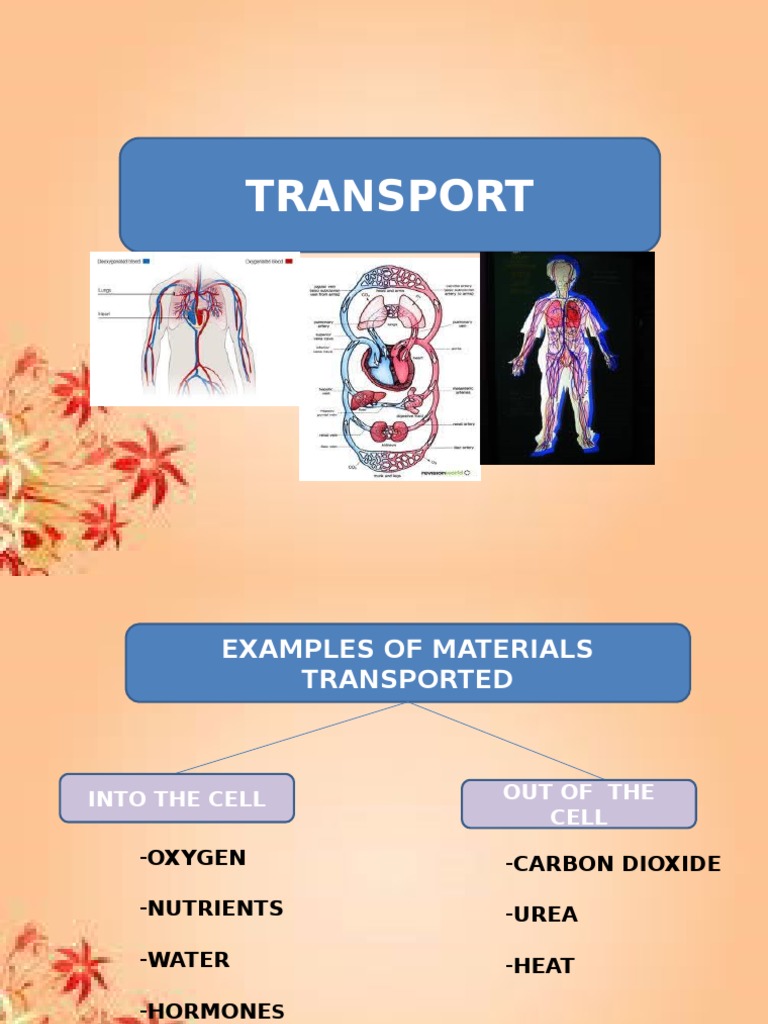Chapter 10 (Transport System) | Download Free PDF | Atrium (Heart) | Heart