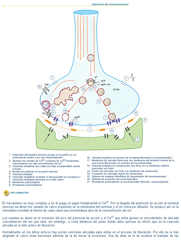 Complejo Snare | Sinapsis | Neurofisiología