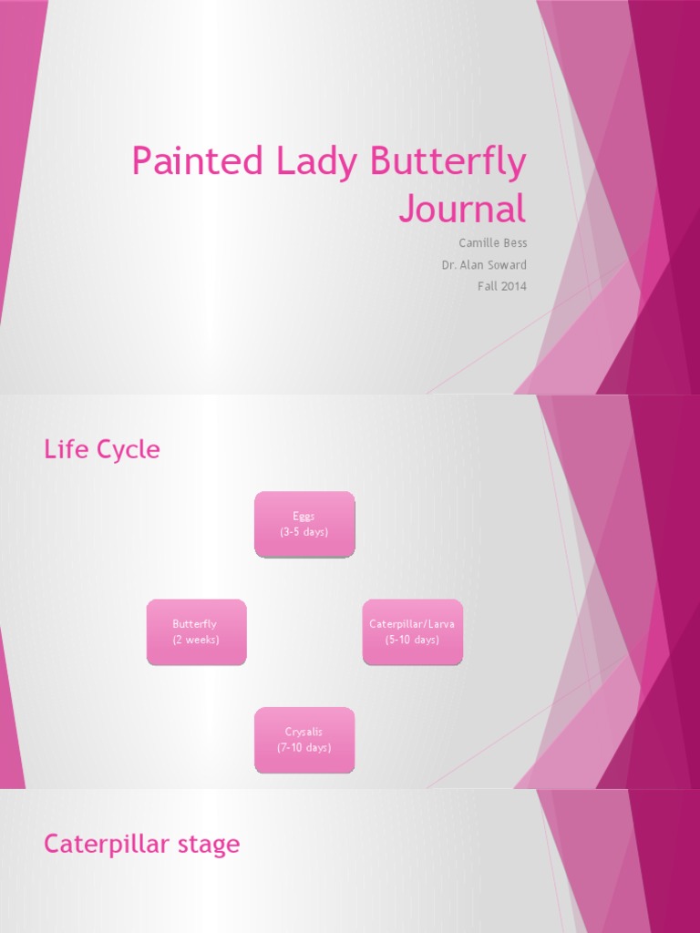 Painted Lady Butterfly Journal | PDF | Pupa | Butterfly