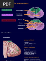Lobulo de La Insula | PDF | Corteza Insular | Lóbulo temporal