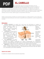 Composición Química Del Cabello | PDF | Sistema tegumentario | Bioquímica
