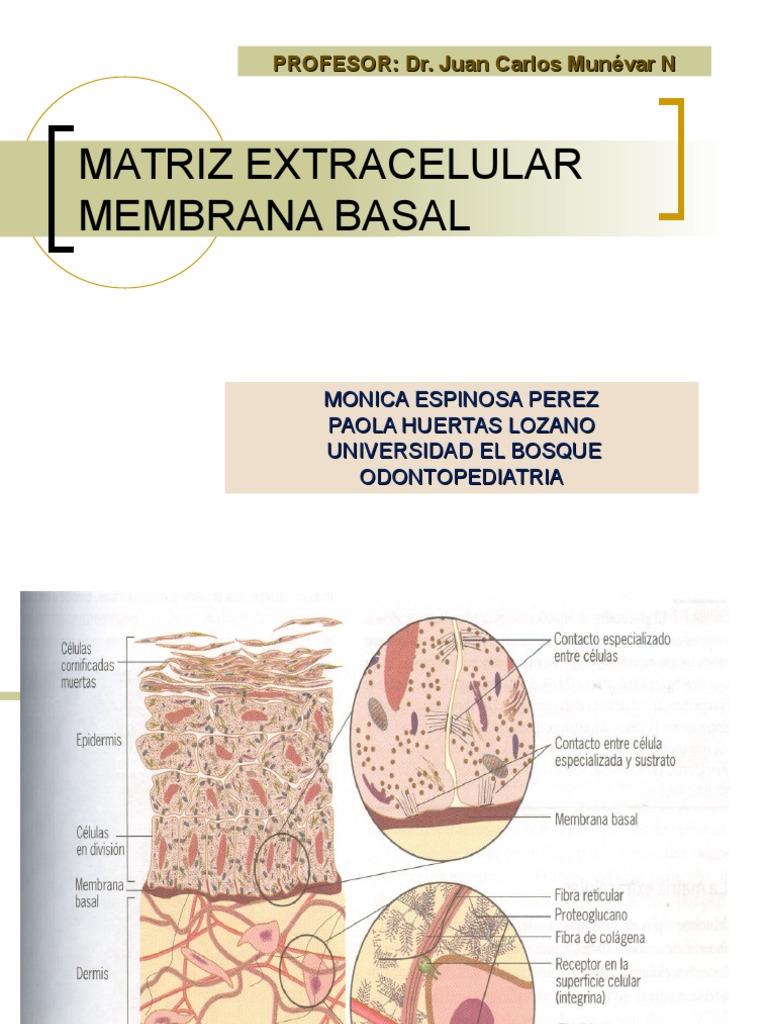 matrix extracelular y membrana basal | Colágeno | Biología Celular