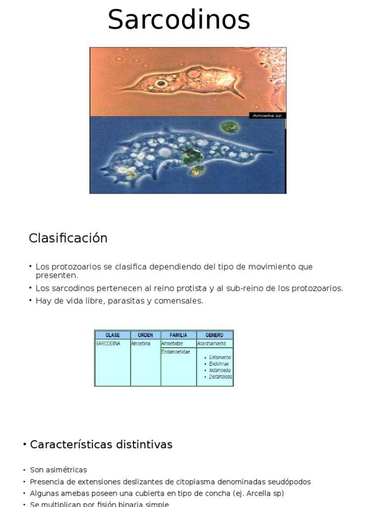 Sarco Dinos | PDF | Ciencia y matemáticas