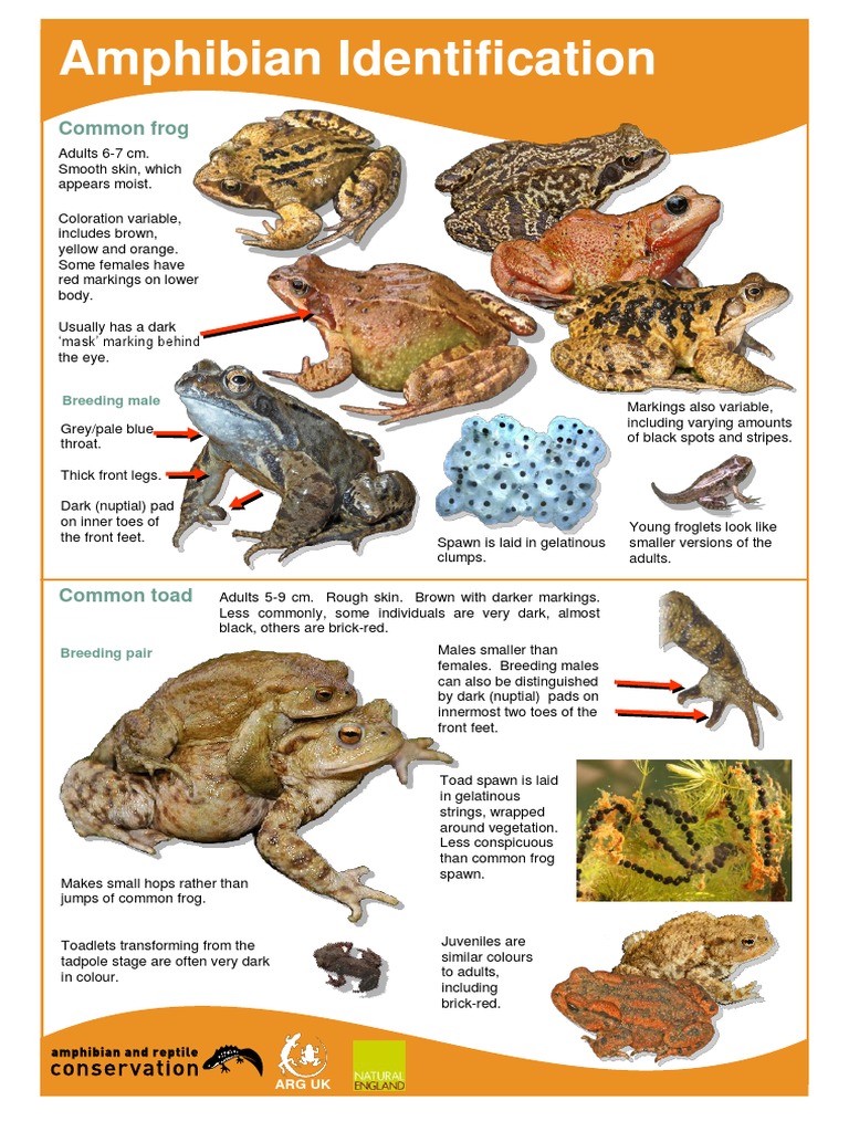 ARG Amphibian ID Guide 2014 | PDF | Frog | Vertebrates