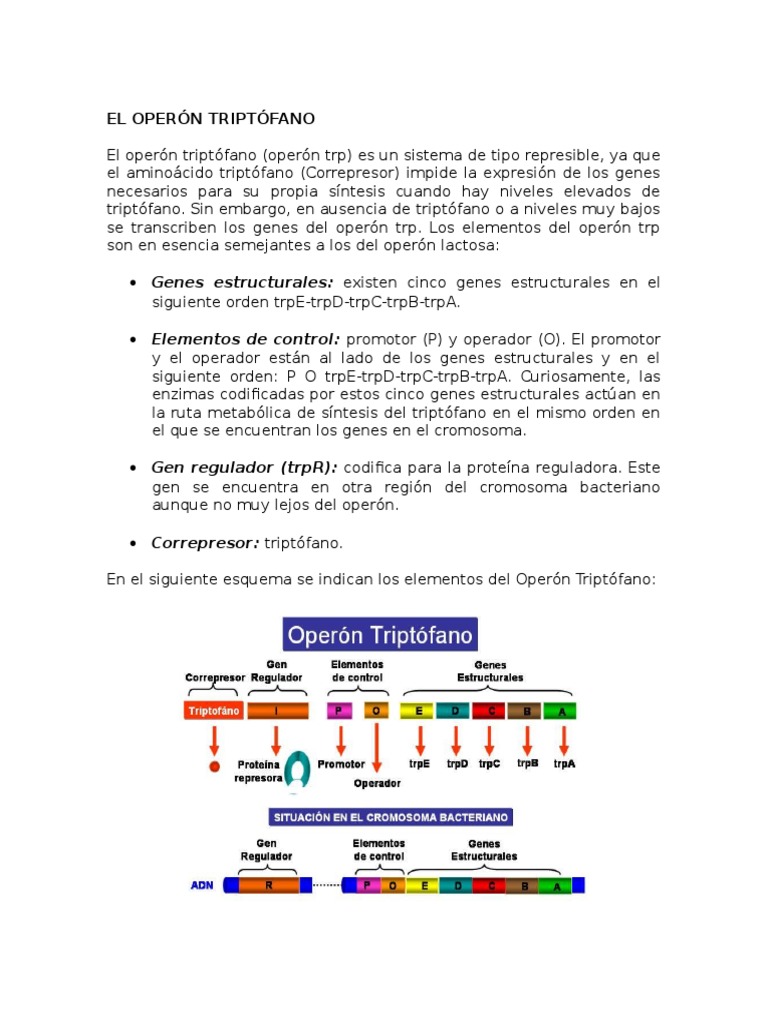 Operones | PDF | Operón | Traducción (biología)