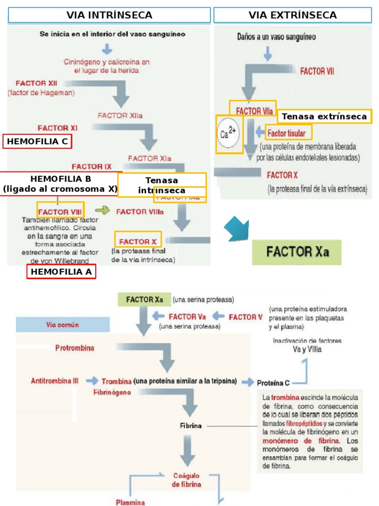 Via Intrinseca y Extrinseca (1)
