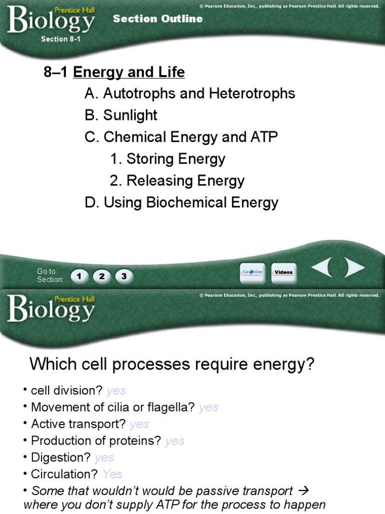 Biology Chapter 8 - Answers | PDF