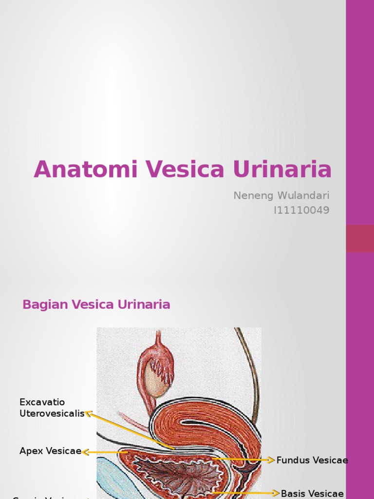 PR 1 Anatomi Vesica Urinaria | PDF