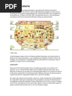 Olla Familiar Guatemalteca | PDF | Alimentos | Dieta