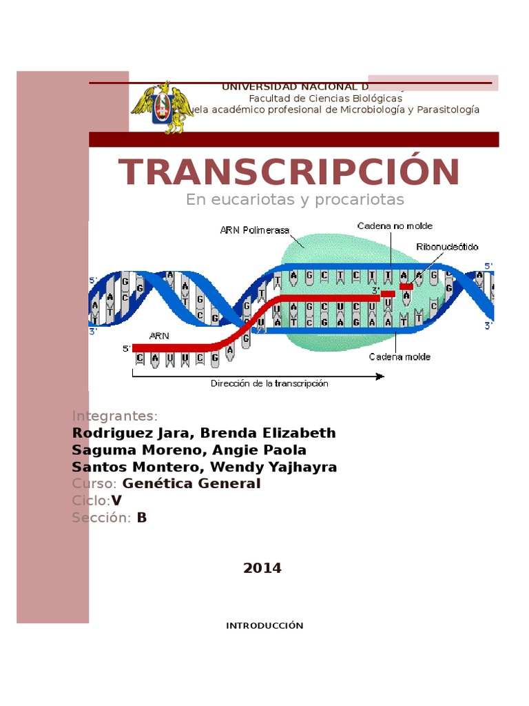 Informe Transcripcion | PDF | Rna | Adn